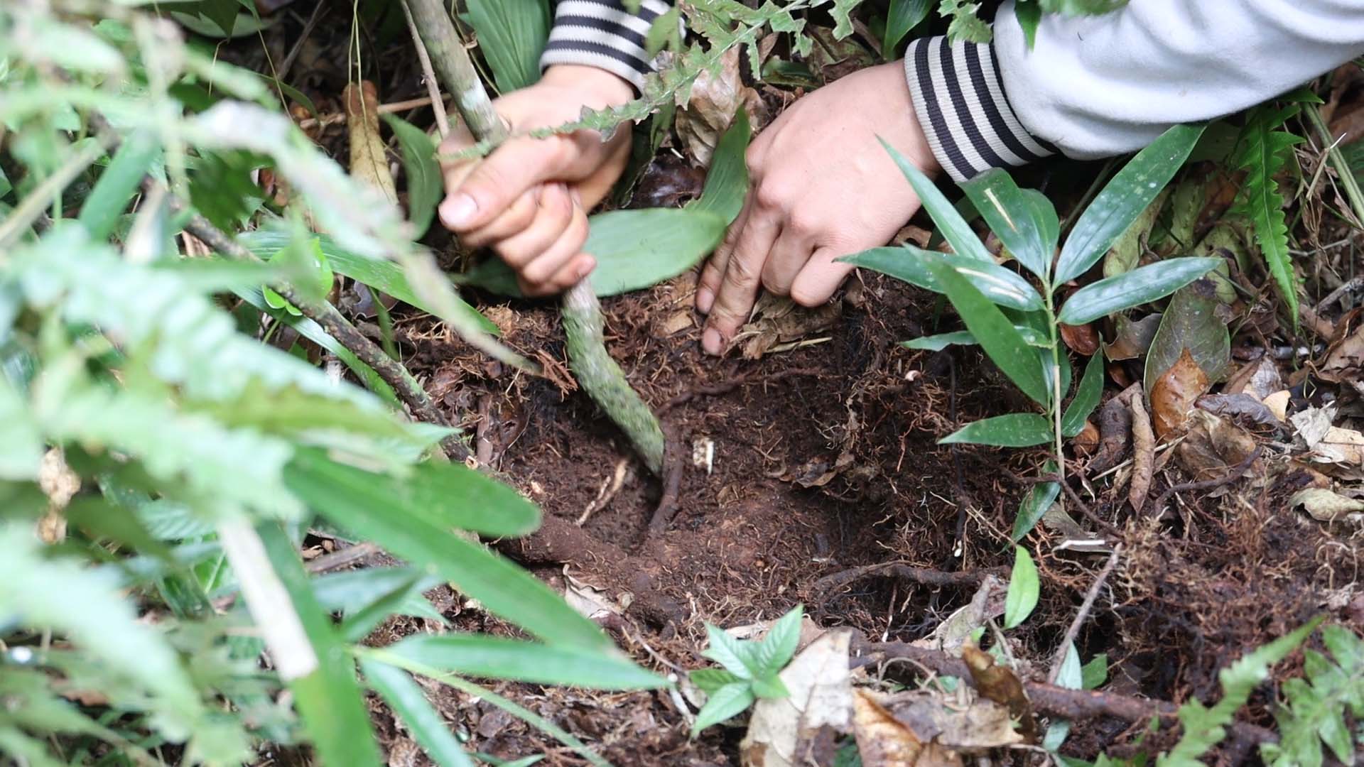 Habitat for Growing the Kadsura Dragon™ Vine - Kadsura.com