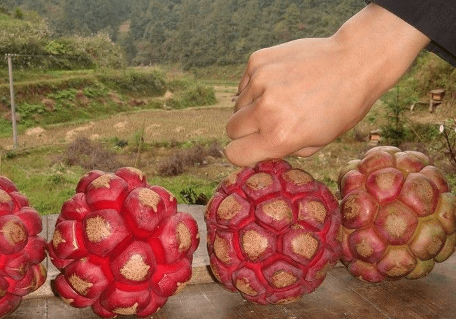 Dragon™ Vine Fruit for a Long Life of Beauty - Kadsura.com